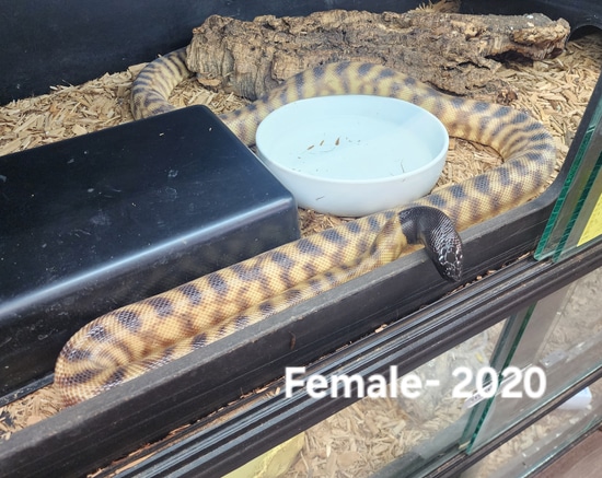 Black- Headed Black-Headed Python by Shay's Serpents