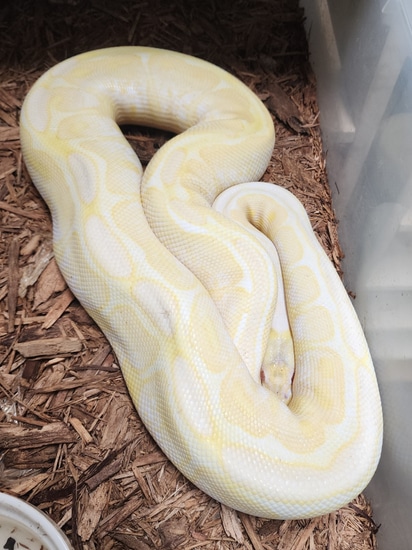 Albino Cinny Spider Ball Python by Shay's Serpents