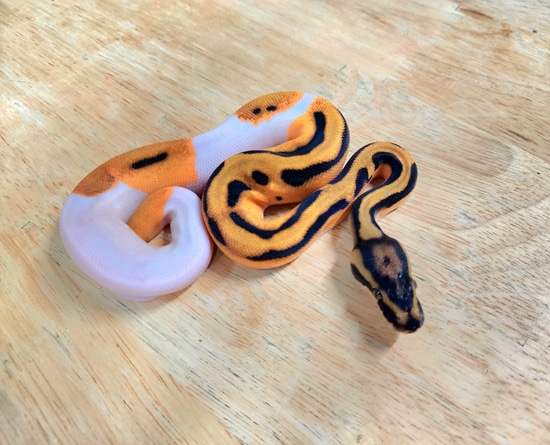 Super Orange Dream Pied Ball Python by Shay's Serpents