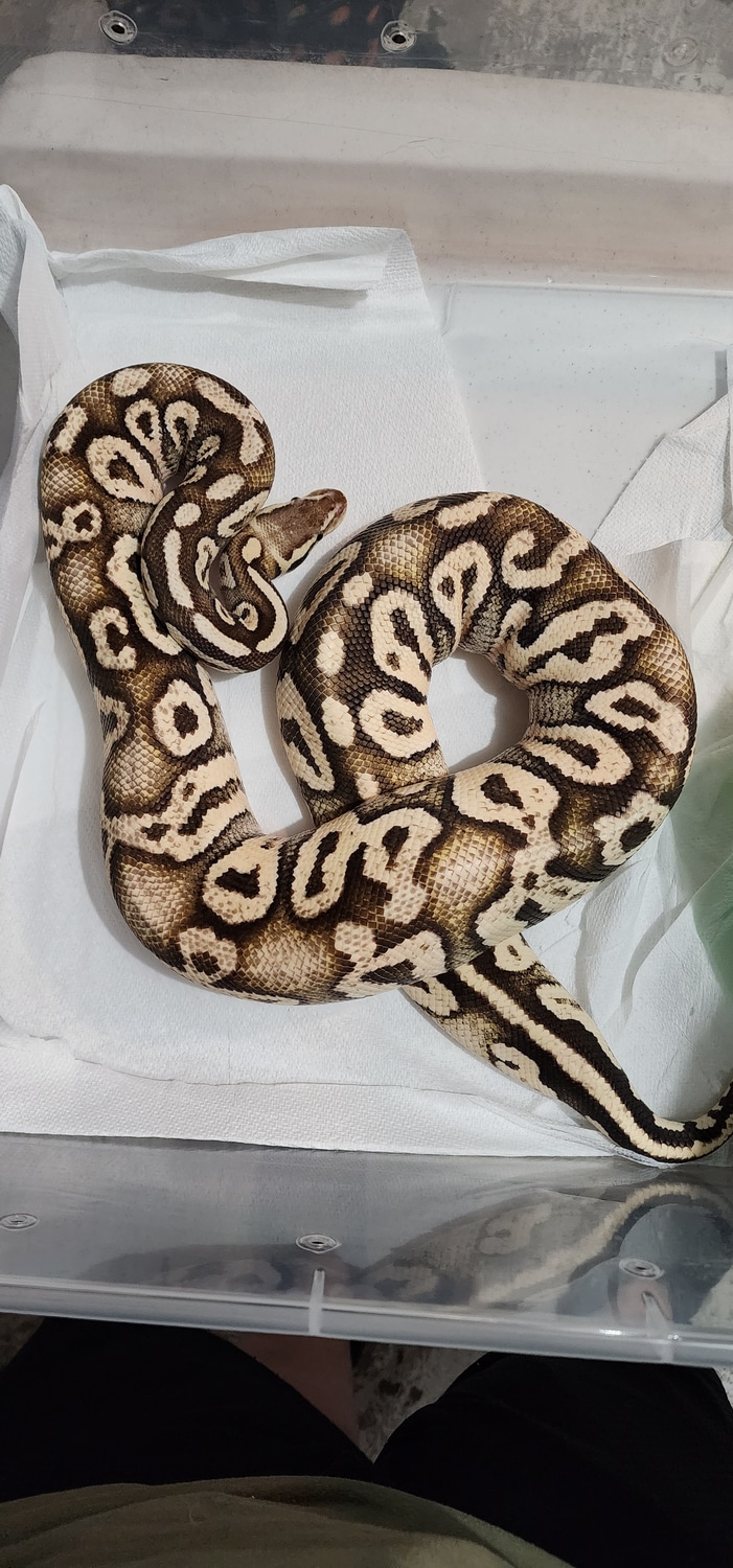 Firefly Chocolate Mystic Ball Python by MK Morphs - MorphMarket