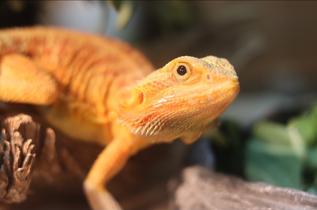 Red Orange Central Bearded Dragon by MK Morphs - MorphMarket