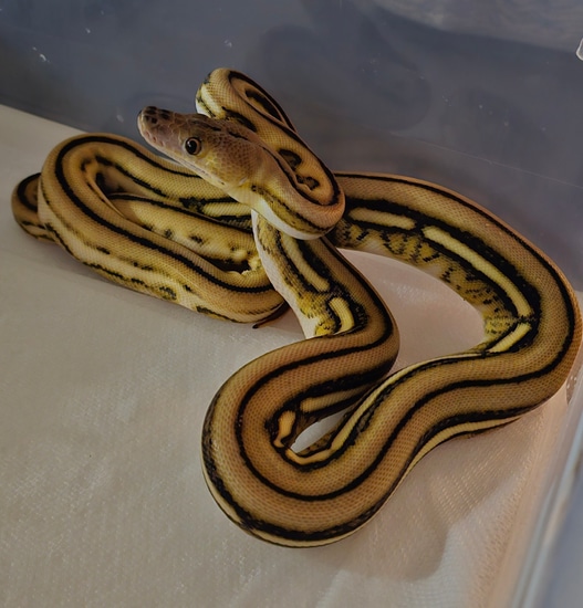 Super Tiger Het Albino Reticulated Python by MorphKreations