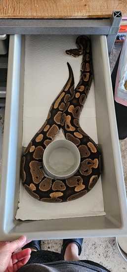 Normal Het Pied Ball Python by MorphKreations