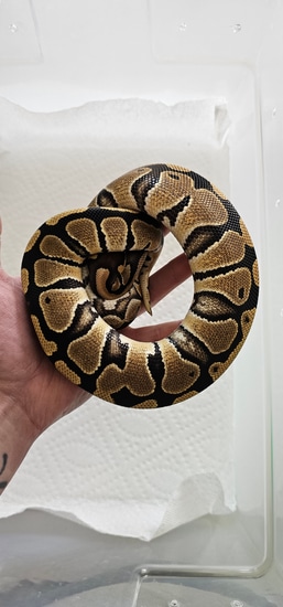 Normal Het Sunset Ball Python by MorphKreations