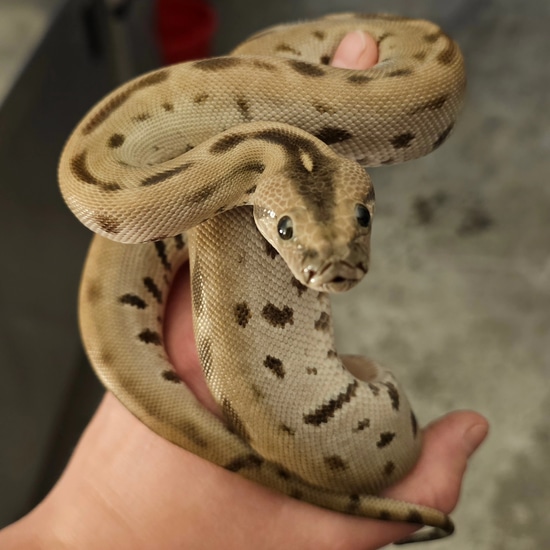 Green/Patternless DH Albino/Granite Burmese Python by MorphKreations
