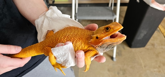 Hypo Trans Orange Red Dragon Central Bearded Dragon by MorphKreations