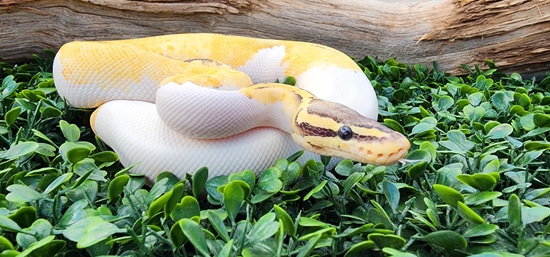 Super Pastel Fire Pied Ball Python by MorphKreations