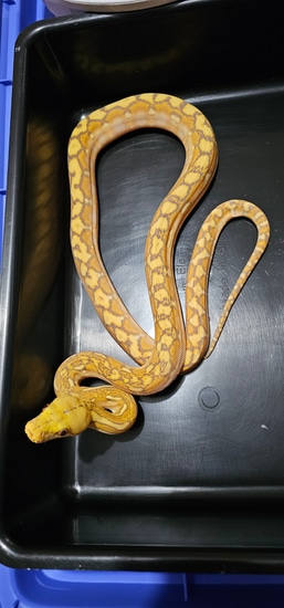 Orange Glow Phantom Reticulated Python by MorphKreations