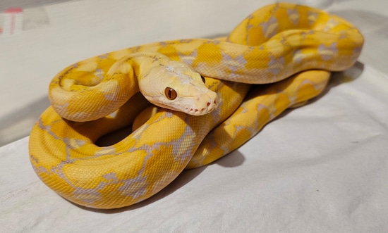 Purple Albino Platinum Het Anthrax Reticulated Python by MorphKreations