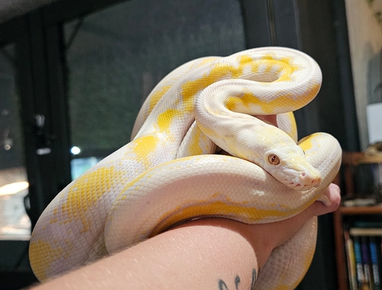 Lavander Albino Jaguar Reticulated Python by MorphKreations