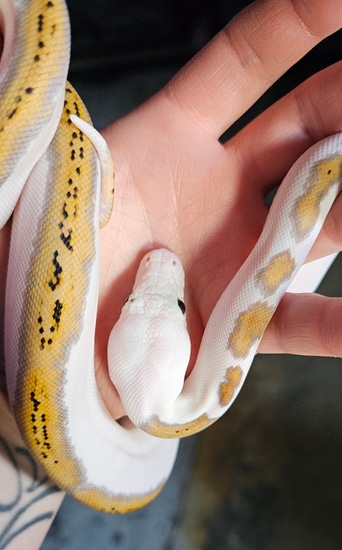 Platinum Pied Het Purple Reticulated Python by Exotic Pet Guys LLC