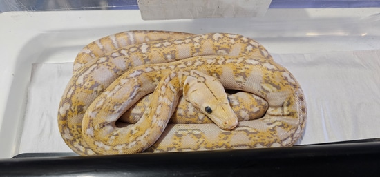 Renick Ghost Anthrax Reticulated Python by MorphKreations