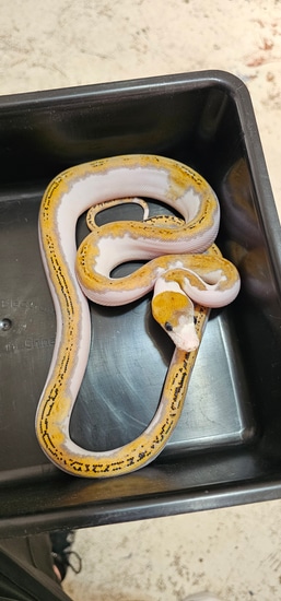 Platinum Pied Het Purple Reticulated Python by MorphKreations