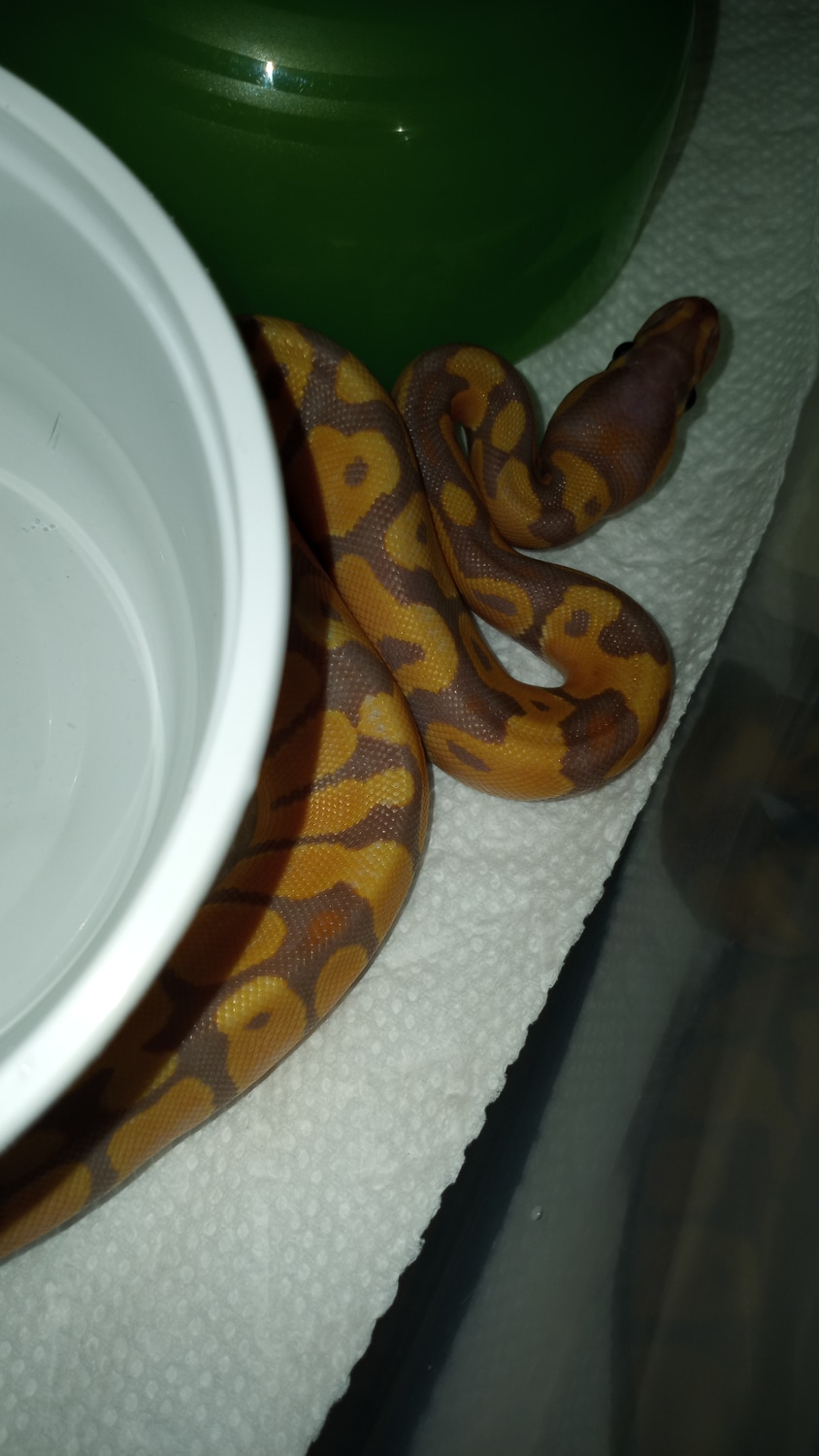 Banana Volta Ball Python by M&M Reptiles - MorphMarket