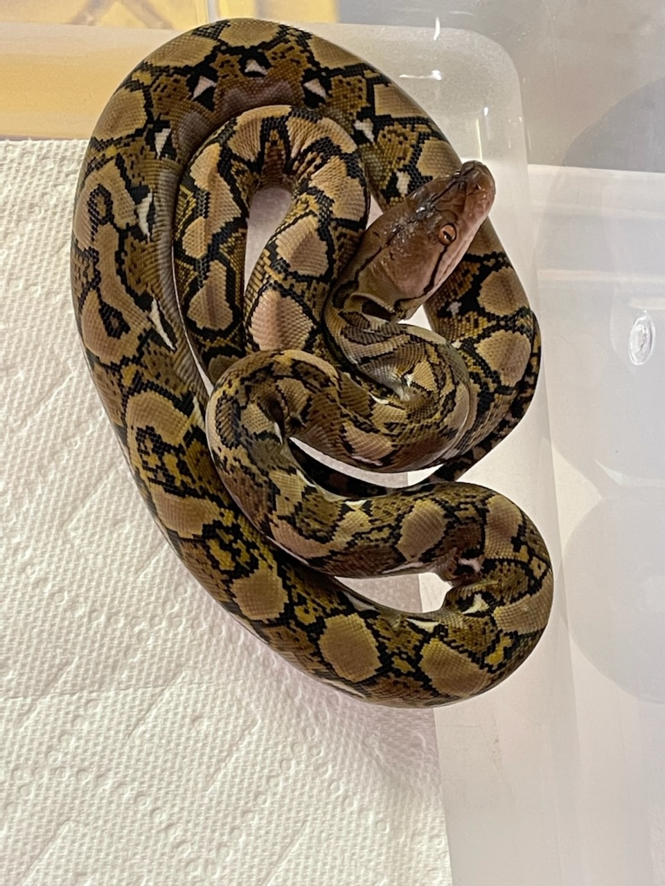 Het Indo Anthrax/Caramel Reticulated Python by M&M Reptiles - MorphMarket