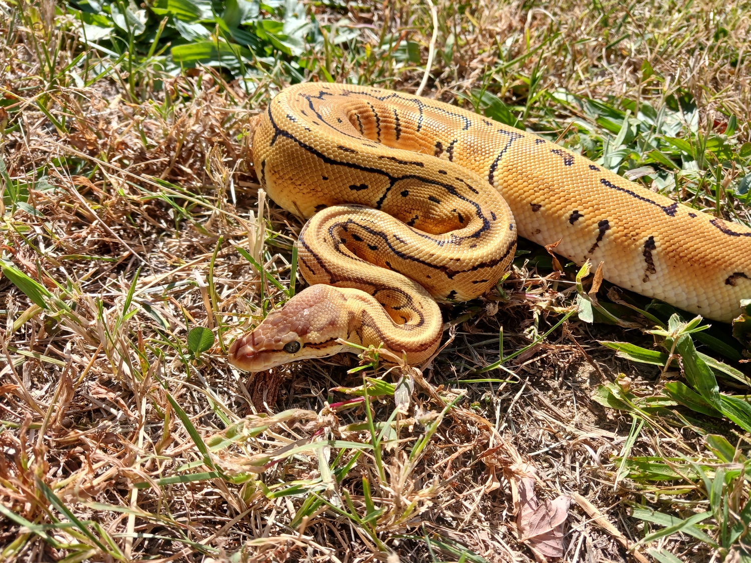 Lemonblast Het Hypo & Het Desert Ghost Ball Python by M&M Reptiles - MorphMarket
