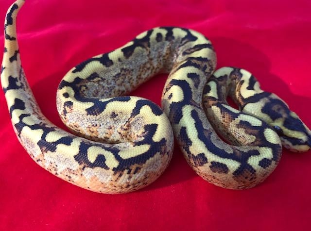 Super Asphalt Spider Ball Python by Reigning Morphs - MorphMarket