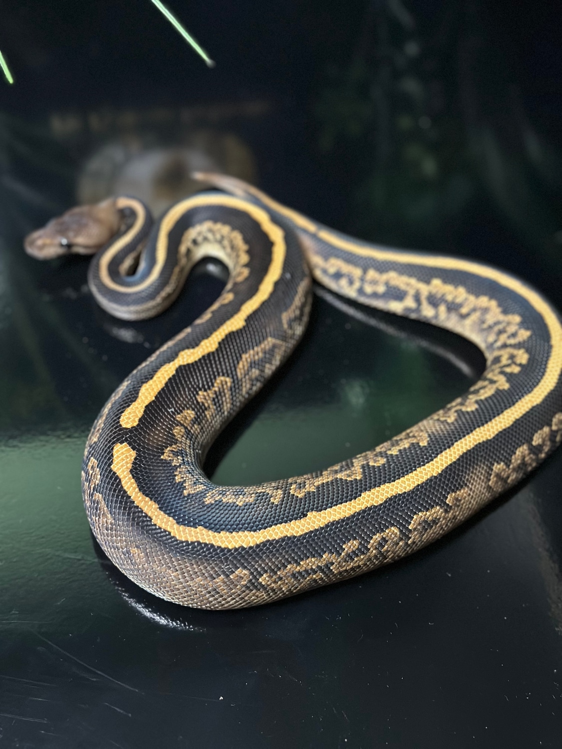 BlackPastel Mahogany 100% Dh. Pied/Albino Ball Python by Pit-Pythons ...