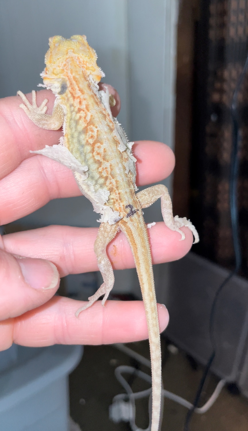 Hypotrans Leatherback Dunner 100% Het Witblits Central Bearded Dragon ...