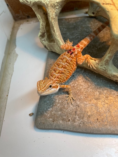 Orange Hypo Central Bearded Dragon by Moab Dragons & Exotics