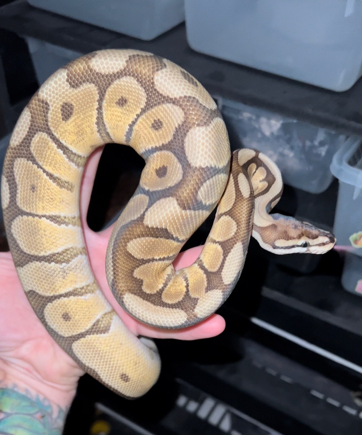 Mojave Spider 100% DH TSK Axanthic/Clown Ball Python by Moab Dragons ...