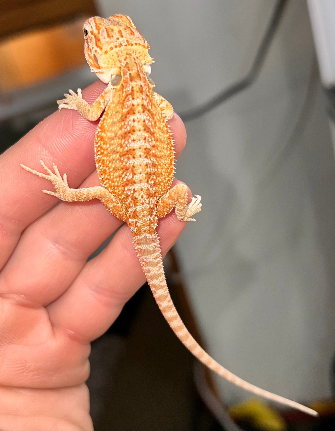 Wholesale Lot Of Dragons Central Bearded Dragon by Moab Dragons & Exotics - MorphMarket
