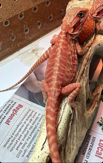 Red Leather Het Witblits Central Bearded Dragon by Moab Dragons & Exotics