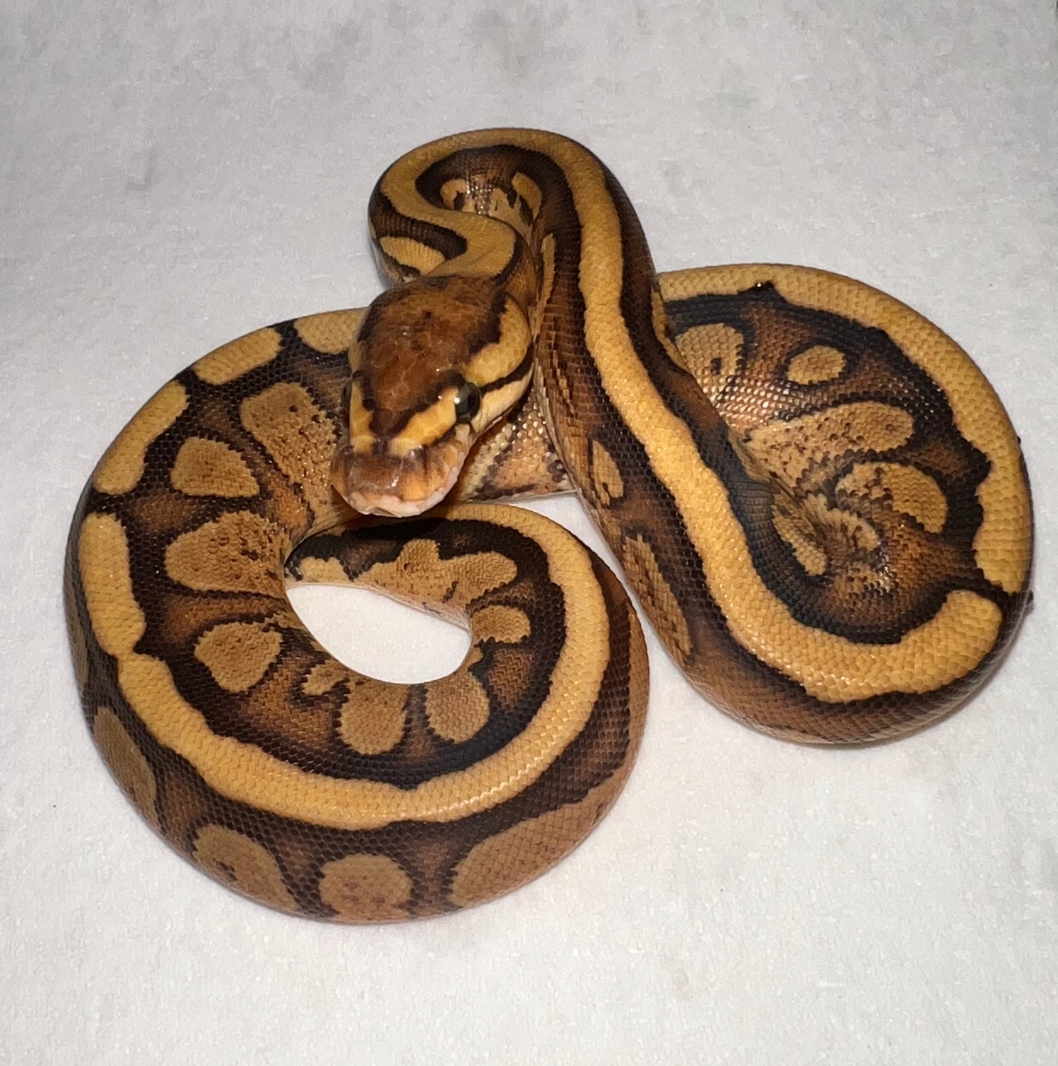 Red Stripe Fire YB Het Clown Ball Python by Moab Dragons & Exotics ...