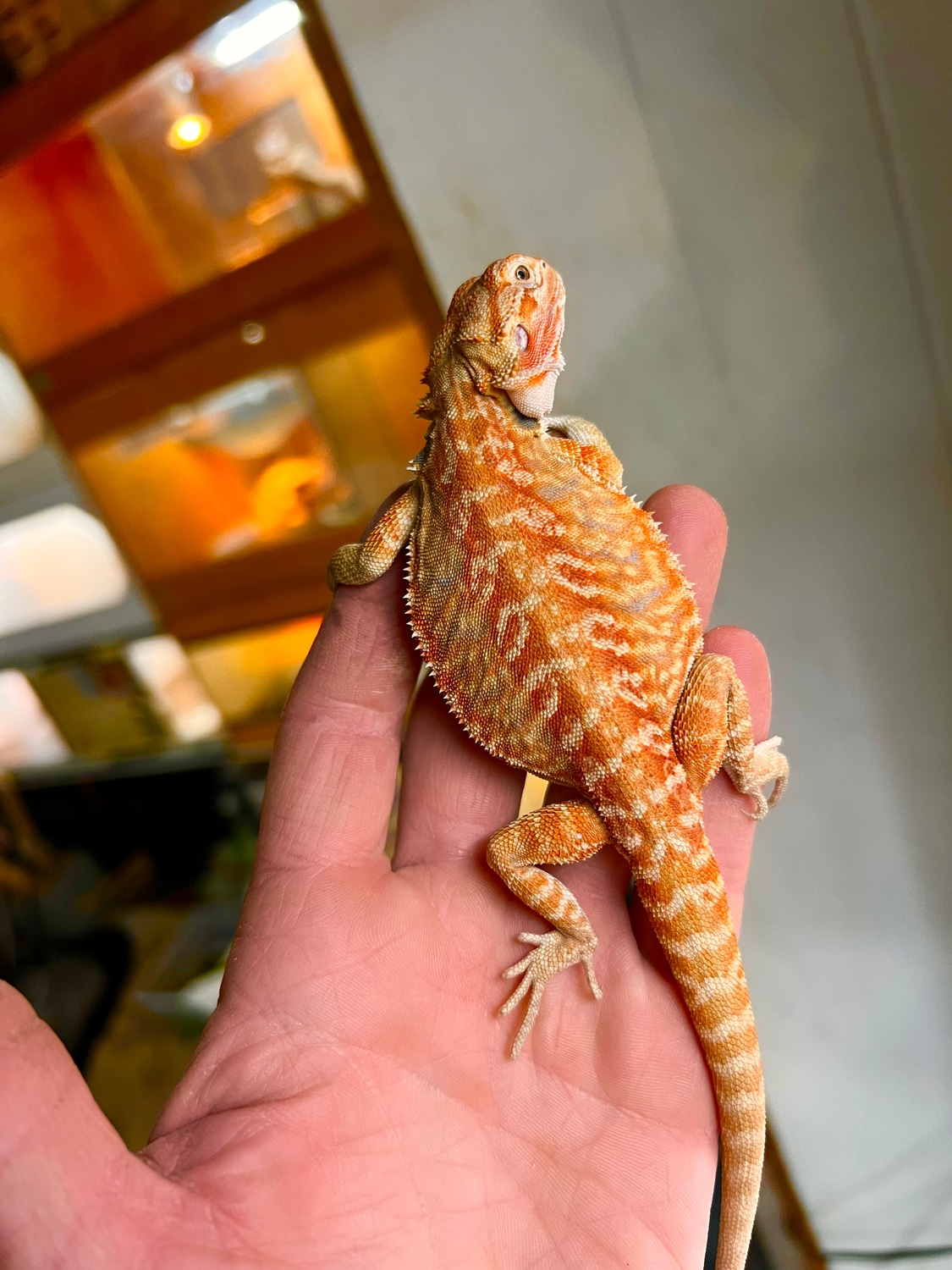 Orange Leather Het Witblits Central Bearded Dragon by Moab Dragons & Exotics - MorphMarket