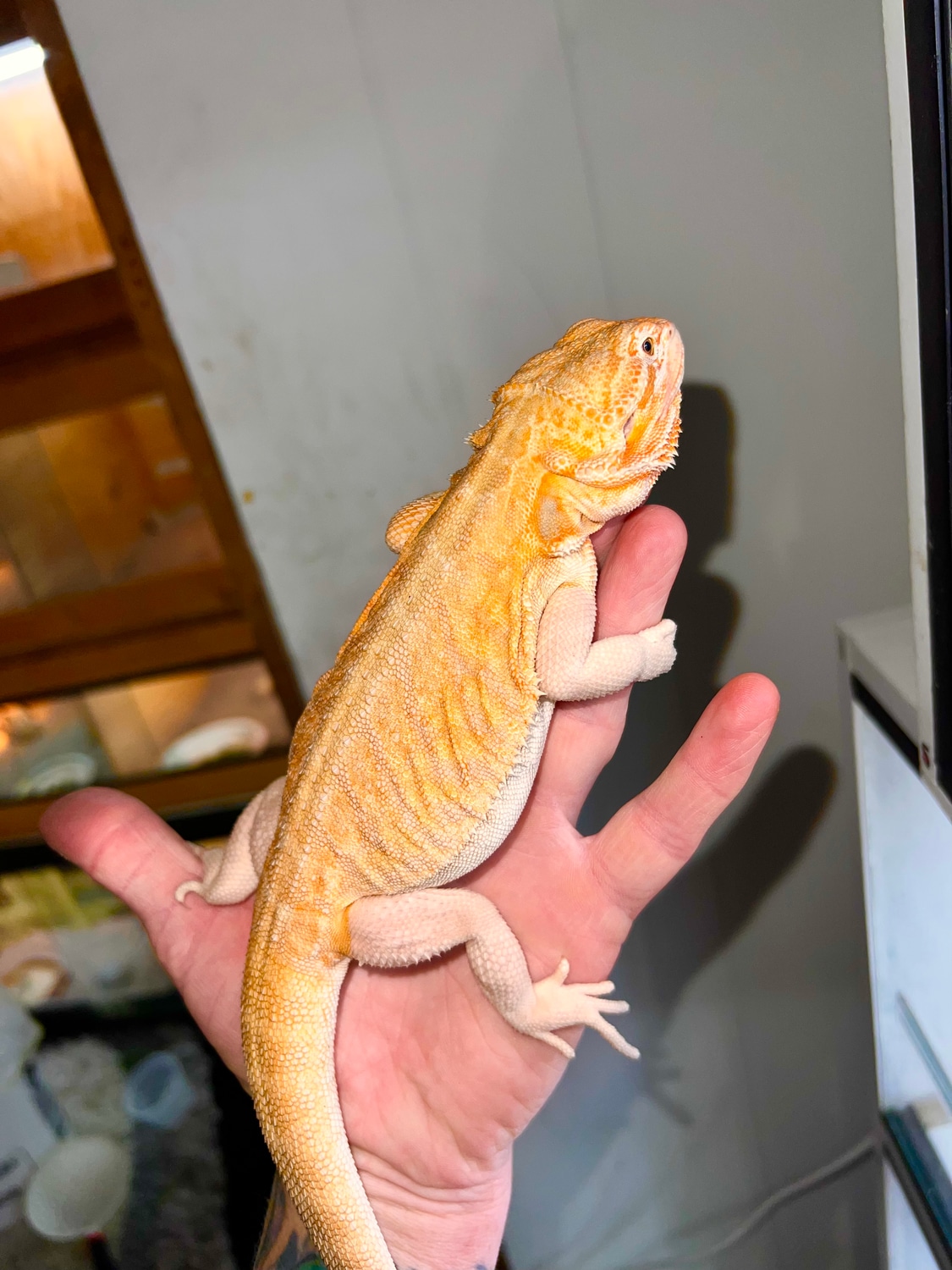 Hypo Het Witblits Leatherback Central Bearded Dragon by Moab Dragons & Exotics - MorphMarket