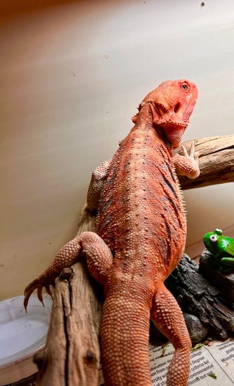 Extreme RED Tiger Leatherback Pet Central Bearded Dragon by Moab ...