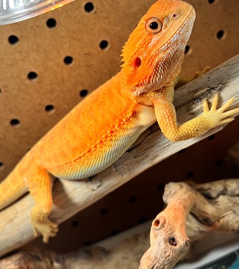 Hypo Trans 50% Het Witblits Central Bearded Dragon by Moab Dragons & Exotics