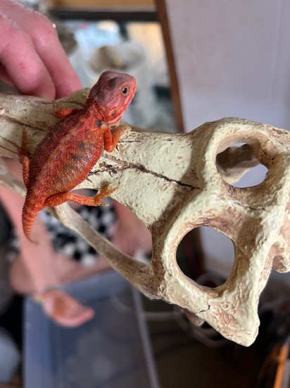 Red Female Lava Tiger Central Bearded Dragon by Moab Dragons & Exotics