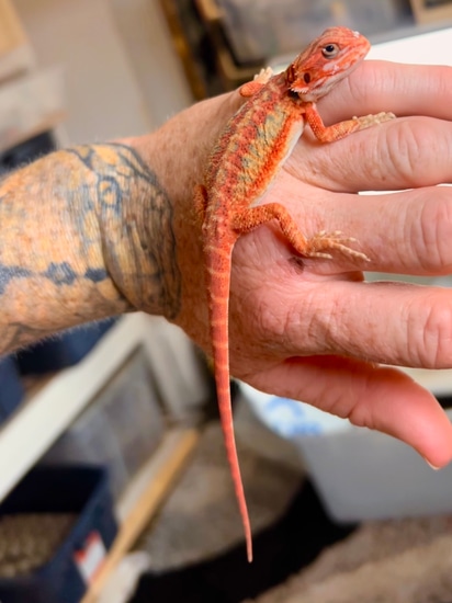 HOT Male Lava Tiger Central Bearded Dragon by Moab Dragons & Exotics