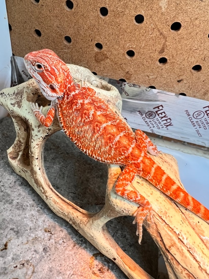 Rainbow Tiger Central Bearded Dragon by Moab Dragons & Exotics