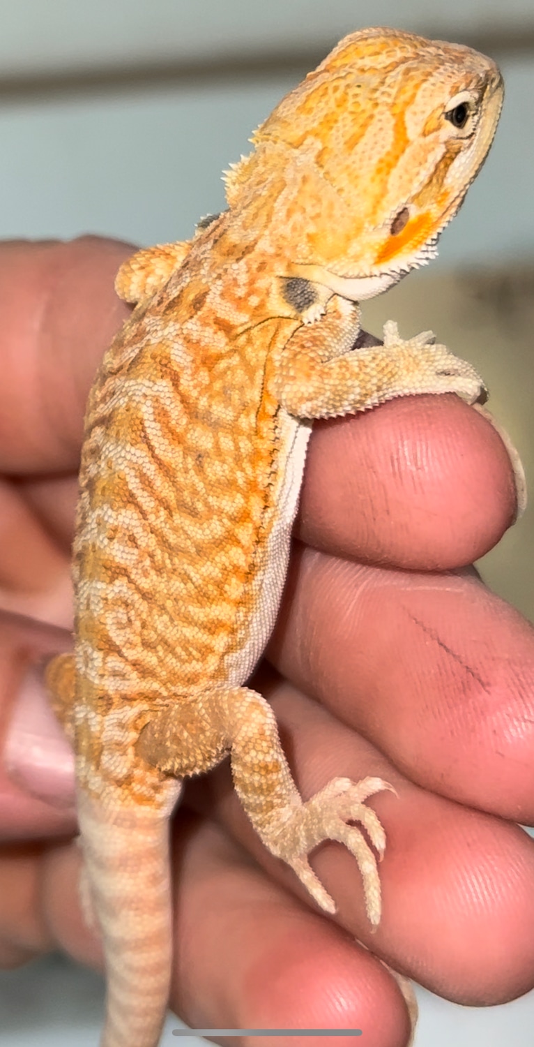 Orange Leatherback Central Bearded Dragon by Moab Dragons & Exotics ...