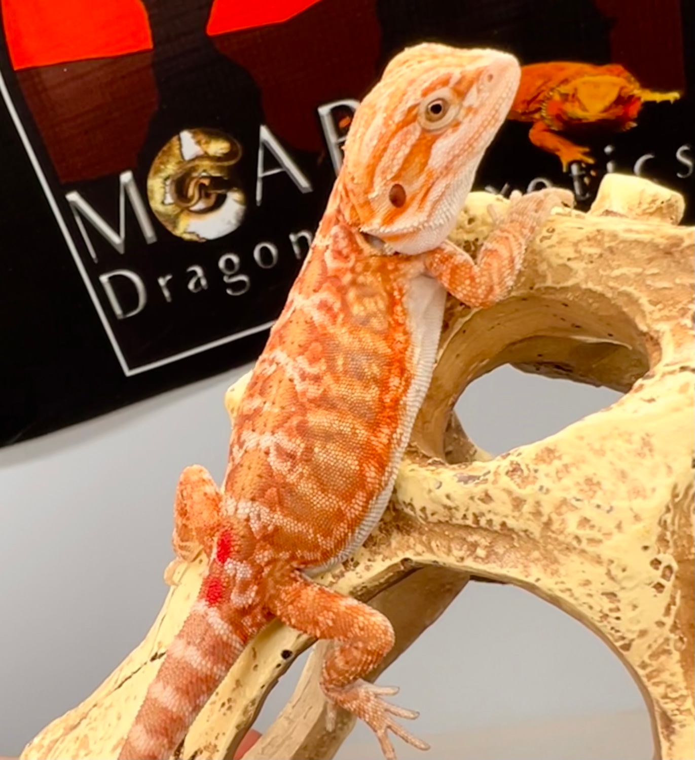 Hypo Leatherback 66% Het Trans/66% Het Wit Central Bearded Dragon by Moab Dragons & Exotics ...