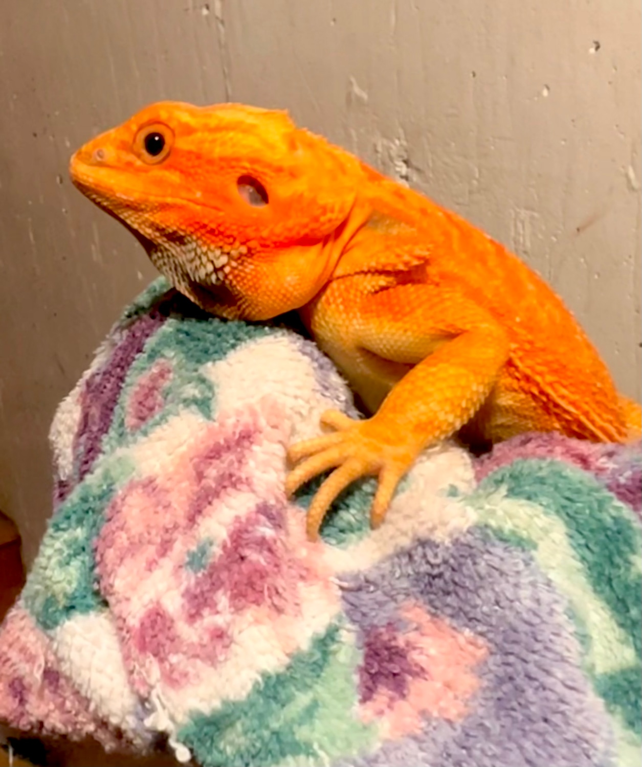 Fluorescent Female Lava Tiger Central Bearded Dragon by Moab Dragons ...