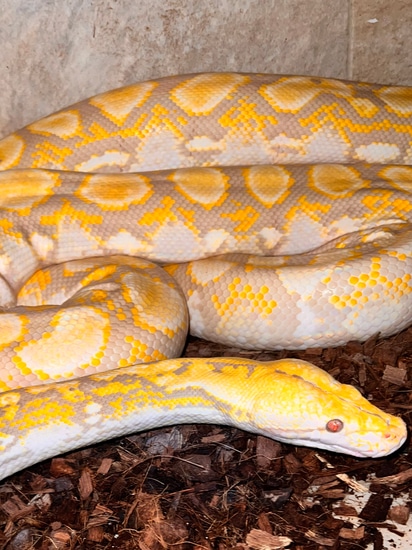 Virgin RTB Jampea Purple Albino Reticulated Python by Moab Dragons ...