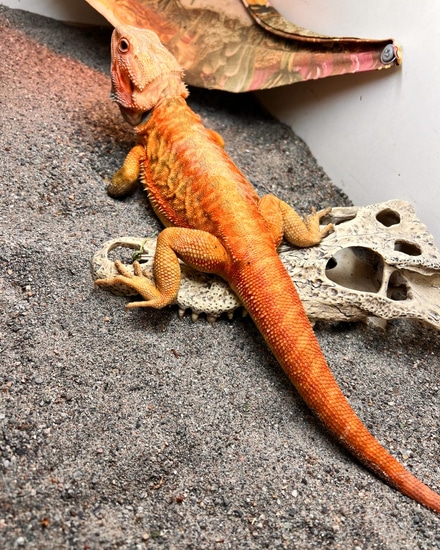 Leatherback HypoTrans Het Witblits Central Bearded Dragon by Moab Dragons & Exotics