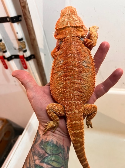 Rainbow Tiger Central Bearded Dragon by Moab Dragons & Exotics
