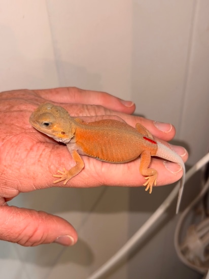 Very High Color Witblits Central Bearded Dragon by Moab Dragons & Exotics