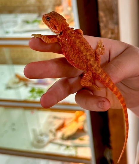 Hypo Trans 66% HET Wit Central Bearded Dragon by Moab Dragons & Exotics