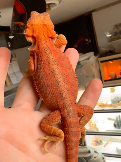 Hypo Trans 66% Het Wits Central Bearded Dragon by Moab Dragons & Exotics