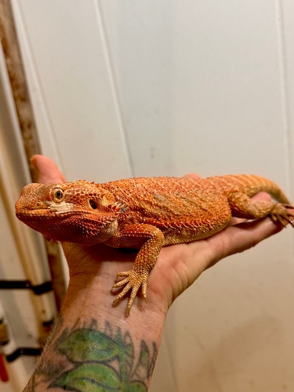 Gorgeous Rainbow Tiger Central Bearded Dragon by Moab Dragons & Exotics