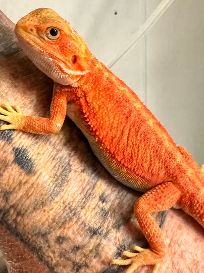 Hypo-Translucent Central Bearded Dragon by Moab Dragons & Exotics