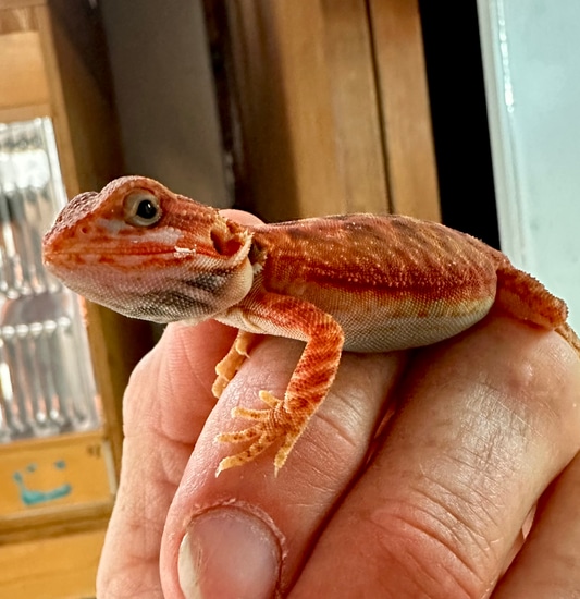 Gorgeous Hypo-trans Leatherback Girl Central Bearded Dragon by Moab Dragons & Exotics