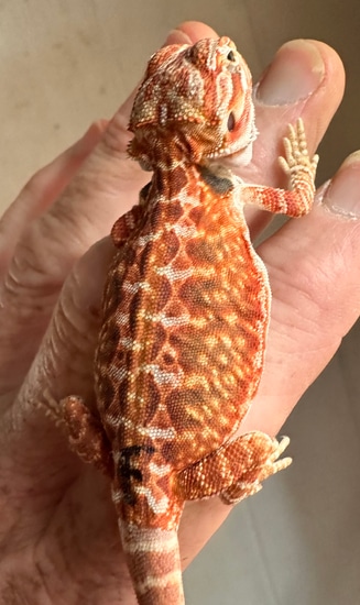 Gorgeous Leatherback Central Bearded Dragon by Moab Dragons & Exotics