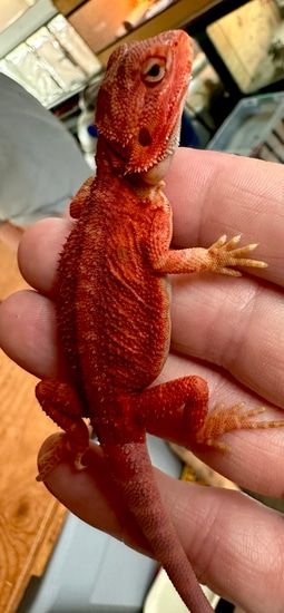 Hypo-Trans American Red Central Bearded Dragon by Moab Dragons & Exotics