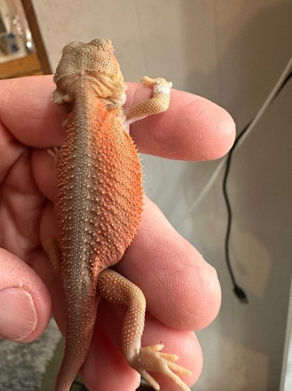 Hypo-Trans Witblits Central Bearded Dragon by Moab Dragons & Exotics